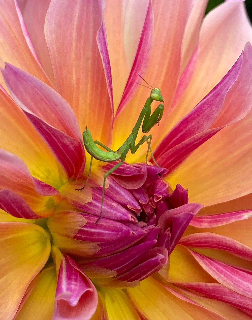 Portfolio - 5th Stage